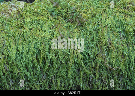 Entodon moss (Entodon flavescens Stock Photo - Alamy