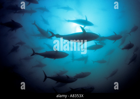 Southern Bluefin Tuna (Thunnus maccoyii) at market, South Australia ...