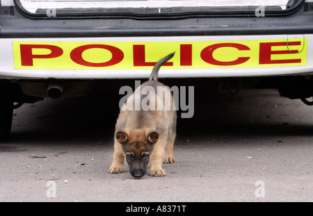 Thames Valley Police dog puppy training Stock Photo - Alamy