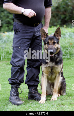 Thames Valley Police dog puppy training Stock Photo - Alamy
