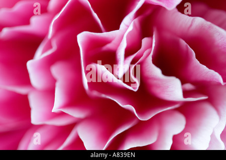 Close-up of a vibrant red peony bloom standing out against a dark ...