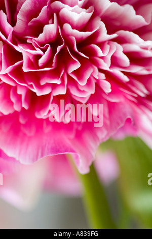 Close up pink peony flower with water droplets concept photo Stock ...
