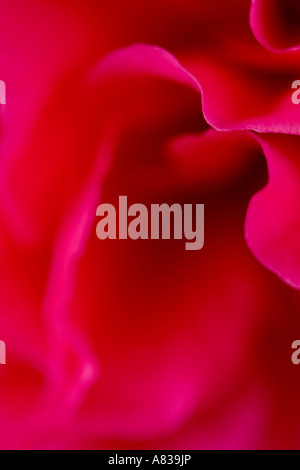 Vertical macro of a vibrant red peony bloom with yellow stamens. Great ...