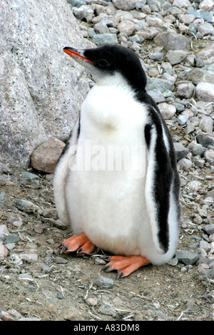 A Gentoo penguin (Pygoscelis papua), with a rare condition, leucism, in ...