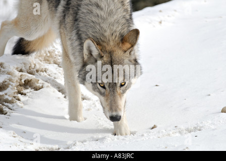 Wild Wolf walking forward Stock Photo: 6843582 - Alamy