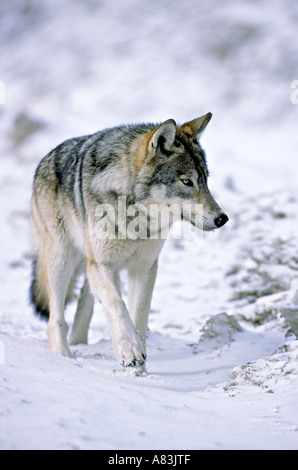 Wild Wolf walking forward Stock Photo - Alamy