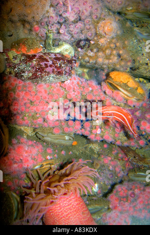 Colorful coral display with sea creatures at the Monterey Bay Aquarium ...