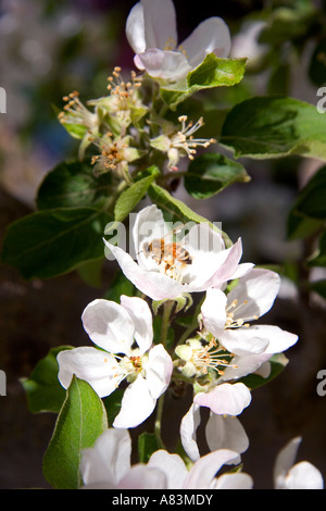Spring apple blossoms in Idaho Stock Photo - Alamy
