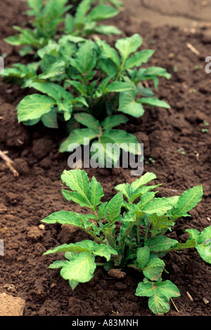 Potato plants grow in a field with green leaves and purple flowers ...