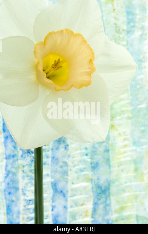 Narcissus Salome Award of Garden Merit division 2 large-cupped daffodil ...