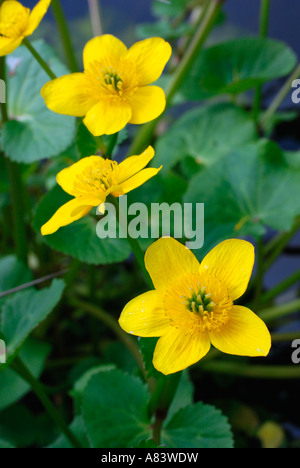 King Cup caltha Palustris Marsh Marigold Chilcombe Bottom nature ...