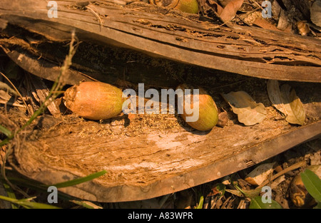 Macaw Palm (Acrocomia totai) fallen fruit, blue throated macaw (Ara ...