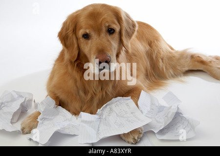 Dog eating homework Stock Photo - Alamy