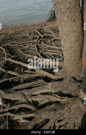silver maple Tree roots Stock Photo - Alamy