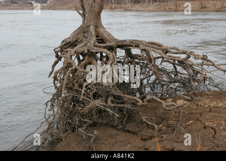 silver maple Tree roots Stock Photo - Alamy