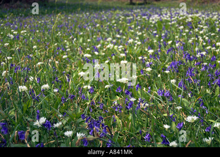 Bluebell meadow at Dunsford Wood in Devon Stock Photo - Alamy