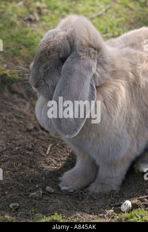 a grey floppy eared rabbit Stock Photo - Alamy