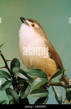 Birds , Yellow eyed babbler , Chrysomma sinense bird , Nimaj ...