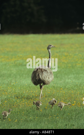 Greater rhea (Rhea americana) with young birds Stock Photo - Alamy