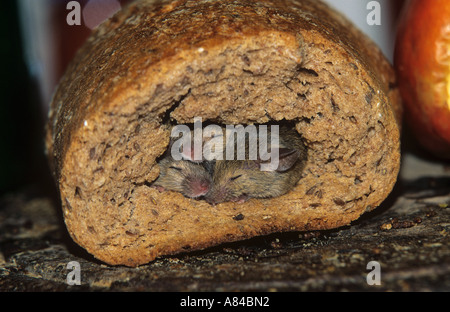 young mice in bread Stock Photo - Alamy