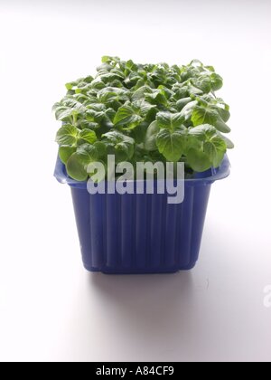Japanese Daikon cress in plastic punnet 8 Stock Photo - Alamy