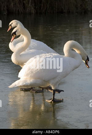 Mute Swans standing on ice Stock Photo - Alamy