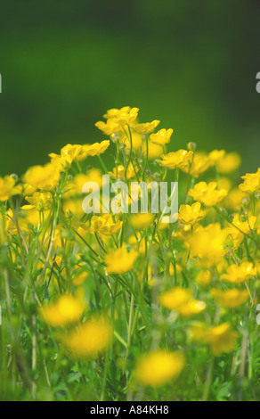 Buttercup wildflowers. Ranunculus repens plants. Nature background ...