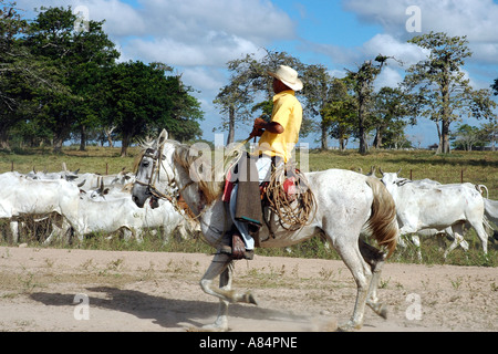 Cattle ranching is the main economic factor across Venezuela's great ...