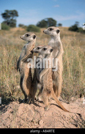 Meerkats (Suricata suricatta) four looking out over a field of Devil's ...