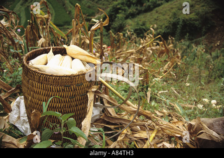 Hmong hill tribe farming their crop Stock Photo - Alamy