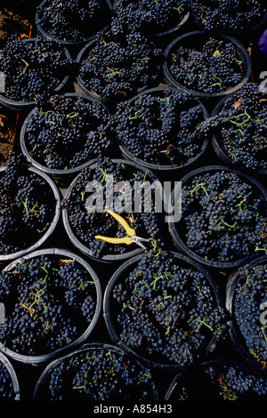 A close view of freshly picked wine grapes Stock Photo - Alamy
