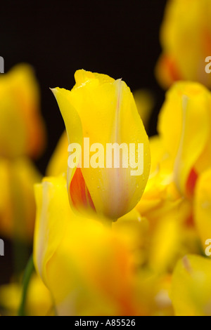 Tulip Hocus Pocus Stock Photo - Alamy