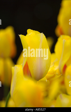 Tulip Hocus Pocus Stock Photo - Alamy