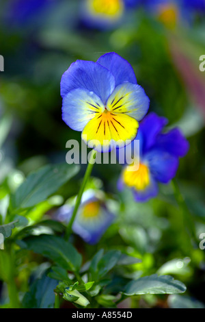 Pansy Ultima Morpho Stock Photo - Alamy
