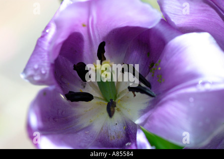 Lavender Tulip with Aphids Stock Photo - Alamy