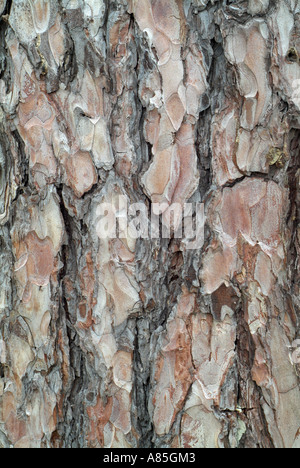 pine bark texture. Bark of Pine Tree Stock Photo - Alamy