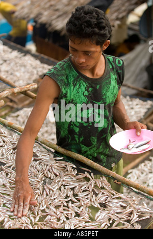 Butonese fishermen drying their catch under sun in temporary fishing ...