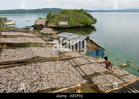 Butonese fishermen drying their catch under sun in temporary fishing ...