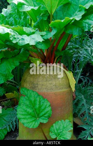 Rhubarb forcer pot Stock Photo - Alamy