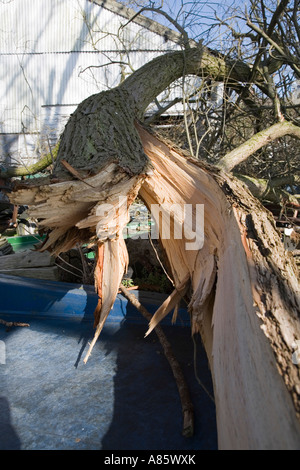Knotted old tree damaged by high winds Stock Photo - Alamy