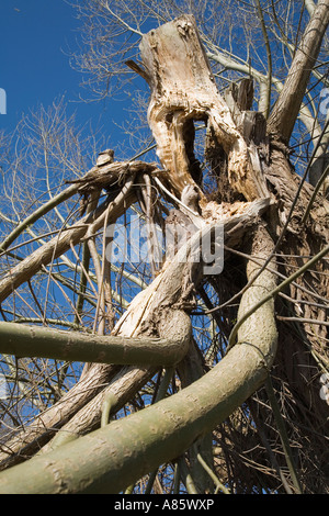 Knotted old tree damaged by high winds Stock Photo - Alamy