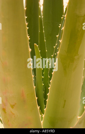 Aloe plant. Cabo San Lucas, Mexico Stock Photo - Alamy