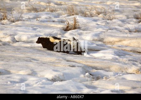 A Striped Skunk in a snow covered field in scenic Saskatchewan Canada ...