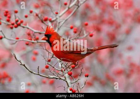 Male Northern Cardinal in Hawthorn Tree Stock Photo - Alamy