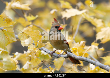 Female Northern Cardinal in Fall Maple Tree Stock Photo - Alamy