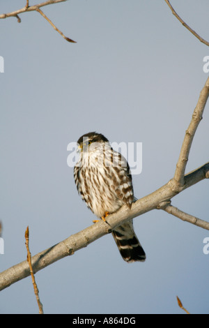 Female or Juvenile Merlin Ohio Stock Photo - Alamy