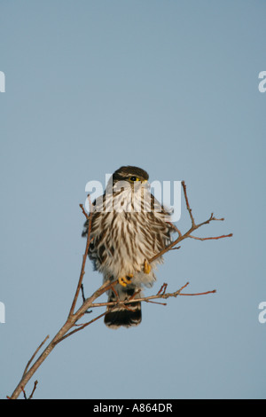 Female or Juvenile Merlin Ohio Stock Photo - Alamy