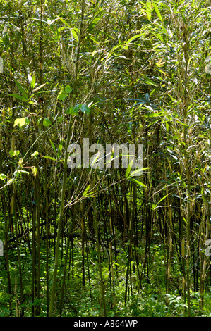 Dense canebrake on the banks of the Kentucky River Stock Photo - Alamy