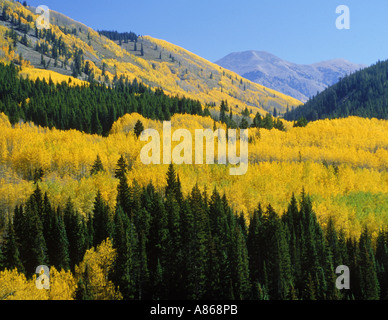 Aspen groves in autumn at Gunnison National Forest in Colorado Stock ...
