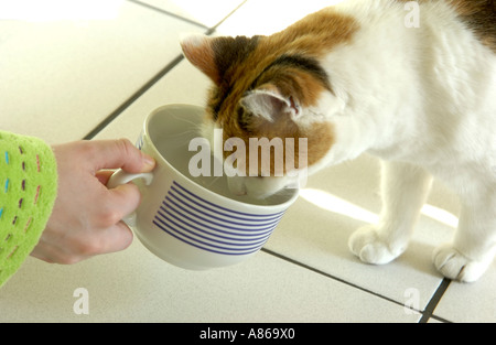 Cat drinking milk out of a cup held by its owner Stock Photo - Alamy
